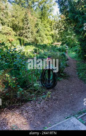 Large vibrant community garden pea patch in Seattle, Washington Stock ...