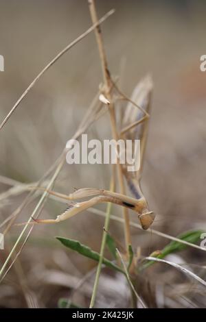 Common praying Mantis in garden in Central Park, New York City Stock ...