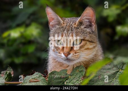 Arabian wildcat / Gordon's wildcat (Felis lybica lybica / Felis ...