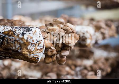Shiitake mushrooms cultivated in vertical mushroom farm growing on ...