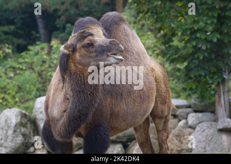 Bactrian camel in the wildness, stone rocks, green trees Stock Photo ...