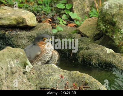 Sparrowhawk taking a bath in a waterfall Stock Photo - Alamy