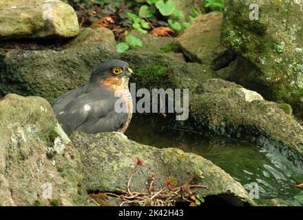 Sparrowhawk taking a bath in a waterfall Stock Photo - Alamy