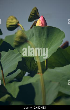 Lotus flower in bloom surrounded by leaves seen up close Stock Photo ...