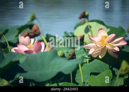 Lotus flower in bloom surrounded by leaves seen up close Stock Photo ...