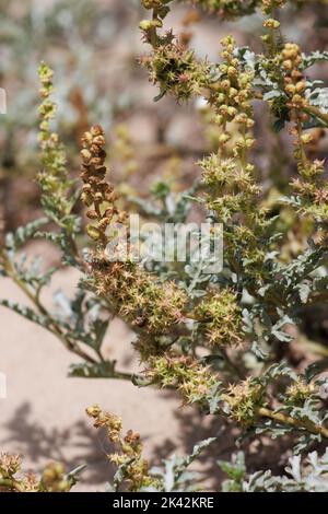 Green immature trichomatic indehiscent cypsela fruit of Ambrosia ...