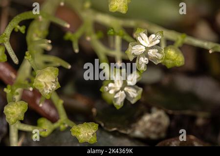 Trailing Watermelon Begonia, Pellionia repens, rainbow vine growing at ...