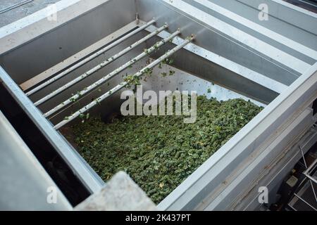 Green grapes in auger grape transportation machinery in modern winery ...