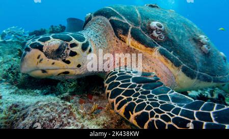 Leatherback Turtle on the Reef Stock Photo - Alamy