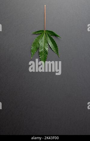 Vertical image of marihuana leaf on grey surface Stock Photo - Alamy