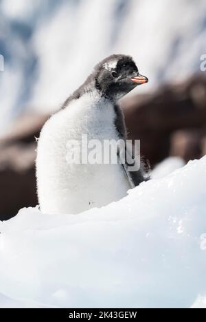 Gentoo penguin two specimens flapping their wings, Antarctic peninsula ...