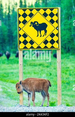 Baby calf Wood Bison under sheep road sign; Alaska Highway; British ...