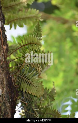 Polypodium sp. ferns on a tree in St. Augustine, Trinidad Stock Photo ...