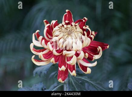 Chrysanthemum 'crimson tide' Stock Photo - Alamy