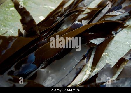 Atlantic Oarweed seaweed, Kelp (Laminaria Digitata) on rocky shore ...