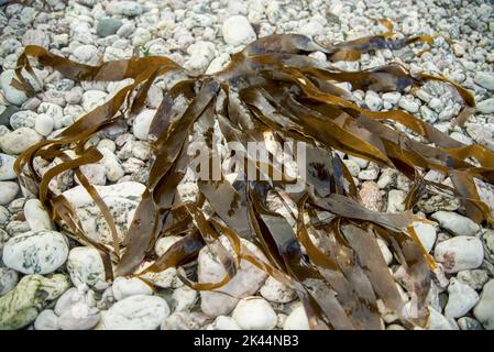Atlantic Oarweed seaweed, Kelp (Laminaria Digitata) on sandy beach in ...