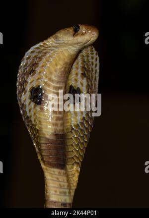 Close up of a snake with hits hood spread to scare predators as a ...