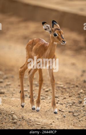 Baby common impala stands on stony track Stock Photo - Alamy