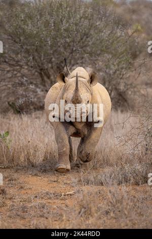 Black rhino charges towards camera over grass Stock Photo - Alamy