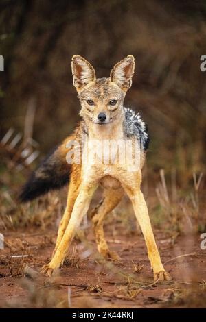 Black-backed jackal stands staring on short grass Stock Photo - Alamy