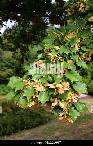 Leaves and fruits of trident maple (Acer buergerianum Stock Photo - Alamy
