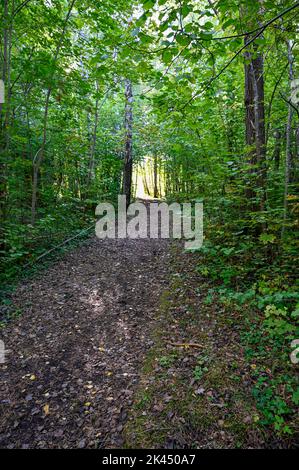 green forest with nice path straight through Stock Photo - Alamy