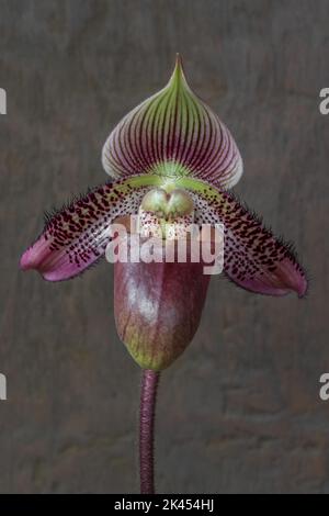 Closeup view of lady slipper orchid species paphiopedilum wenshanense aka conco-bellatulum with ...