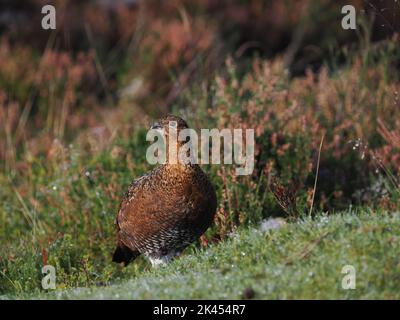 Red grouse cock on the moors above Dunsop Bridge, Clitheroe, Lancashire ...