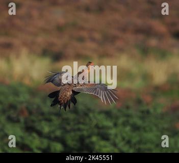 Red grouse cock on the moors above Dunsop Bridge, Clitheroe, Lancashire ...