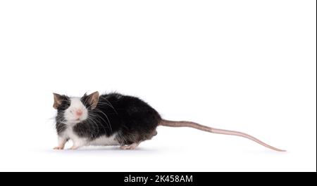 Cute black and white mouse, standing side ways. Looking towards camera ...
