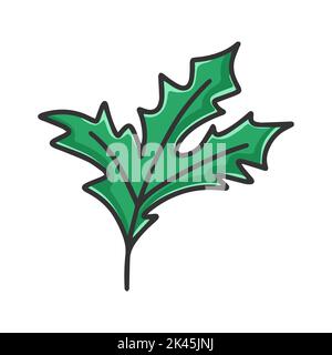 Holly leaf branch clipart, botanical illustration vector Stock Vector ...