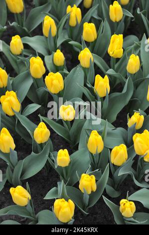 Yellow Triumph tulips (Tulipa) Shooting Star bloom in a garden in March ...