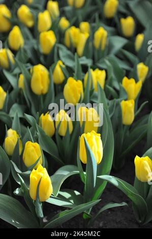 Yellow Triumph tulips (Tulipa) Shooting Star bloom in a garden in March ...