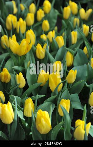 Yellow Triumph tulips (Tulipa) Shooting Star bloom in a garden in March ...