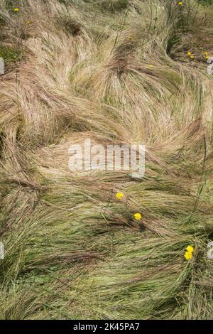 Windswept grasses and flowers Stock Photo - Alamy