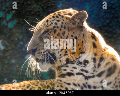 August 18th 2018, dehradun City Uttarakhand India. Leopard or Guldar in ...