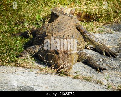 August 18th 2018, dehradun City Uttarakhand India. Leopard or Guldar in ...