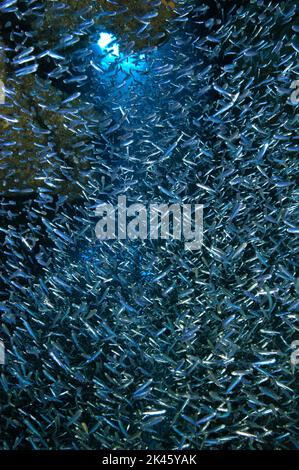 Bait ball of schooling anchovies fish underwater in the Atlantic ocean ...