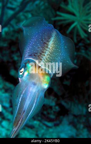 common reef squid, Sepioteuthis sepioidea, uses its wings to swim ...