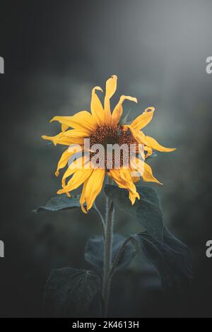 Withering sunflower, dying plant Stock Photo - Alamy