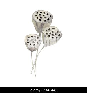 Lotus Seed Pod Drawing