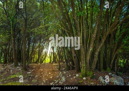 Umbra Forest, Gargano National Park, Apulia, Italy Stock Photo - Alamy