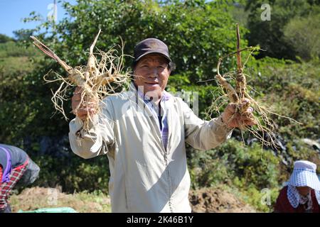 Yeongju, South Korea. 30th Sep, 2022. A farmer packs harvested ginseng ...
