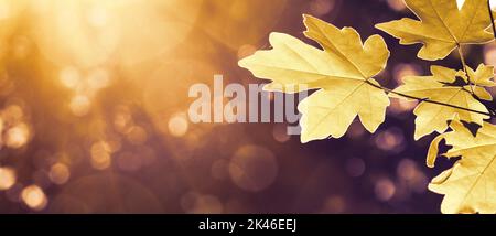 Forest Banner - Sepia Color Trees Stock Photo - Alamy