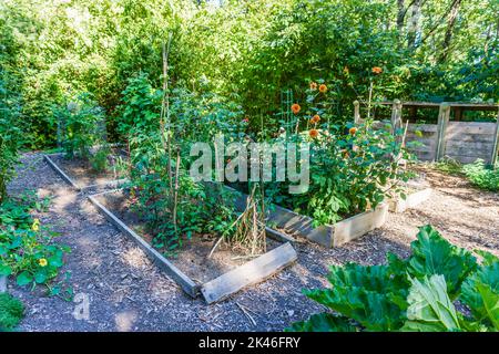 Large vibrant community garden pea patch in Seattle, Washington Stock ...