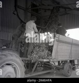 Vintage archive photo from c1960s showing seasonal workers on a farm in Kent engaged in hop ...
