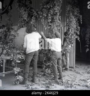 Vintage archive photo from c1960s showing seasonal workers on a farm in Kent engaged in hop ...