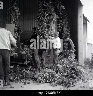 Vintage archive photo from c1960s showing seasonal workers on a farm in Kent engaged in hop ...