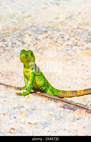 A Caribbean green lizard Lacerta Viridis half green half brown lizards ...