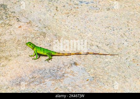 A Caribbean green lizard Lacerta Viridis half green half brown lizards ...